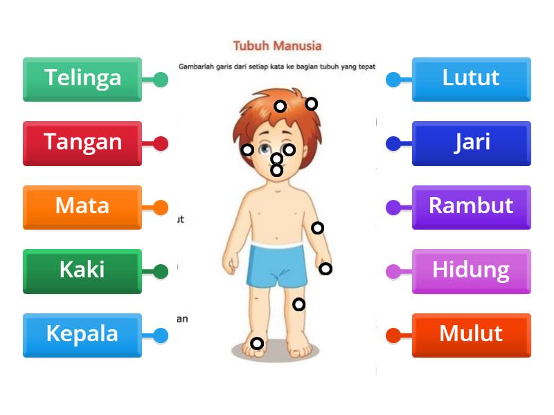 Mengenal anggota tubuh - Labelled diagram