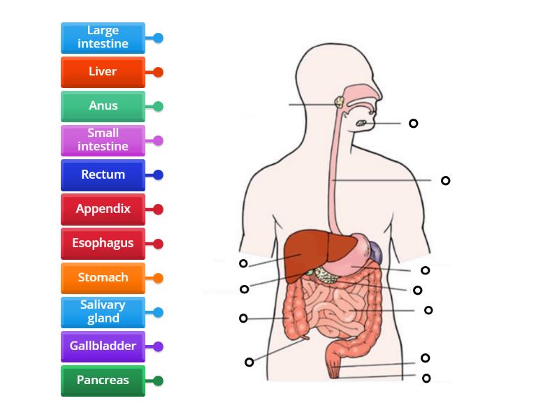 The digestive system - Labelled diagram