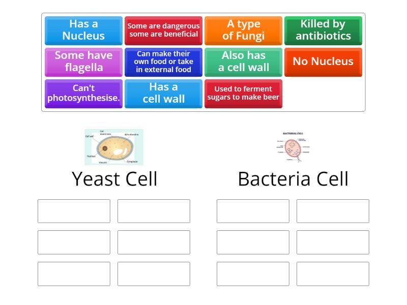 Unicellular Yeast and Bacteria card sort - Group sort