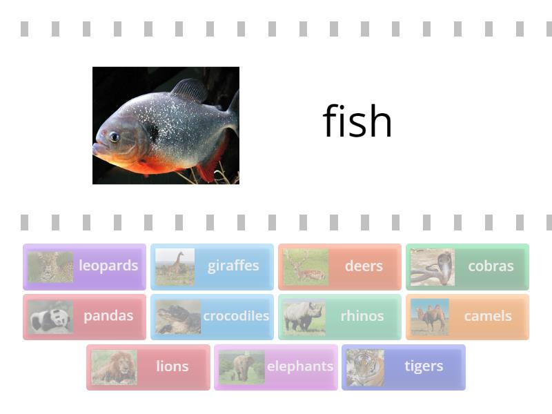 Spotlight 5 Unit 5a What do wild animals eat? - Cada oveja con su pareja