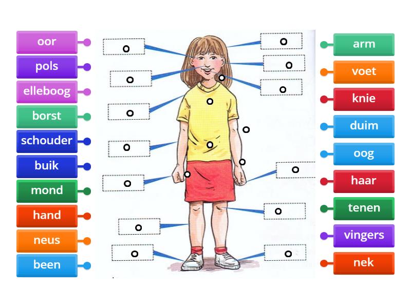 Het lichaam - Labelled diagram