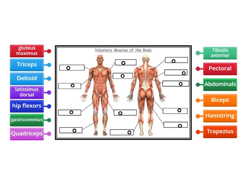 Muscles in the Human Body - Labelled diagram