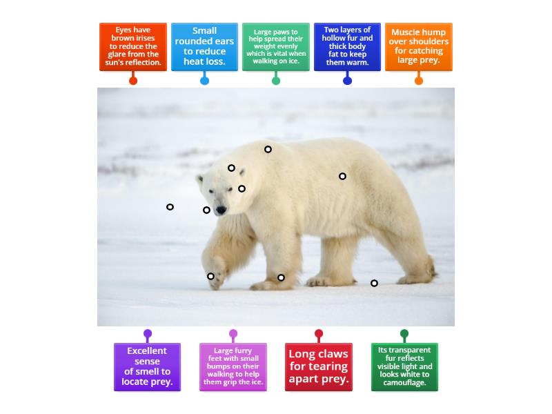 A Polar Bear's Adaptation - Labelled diagram