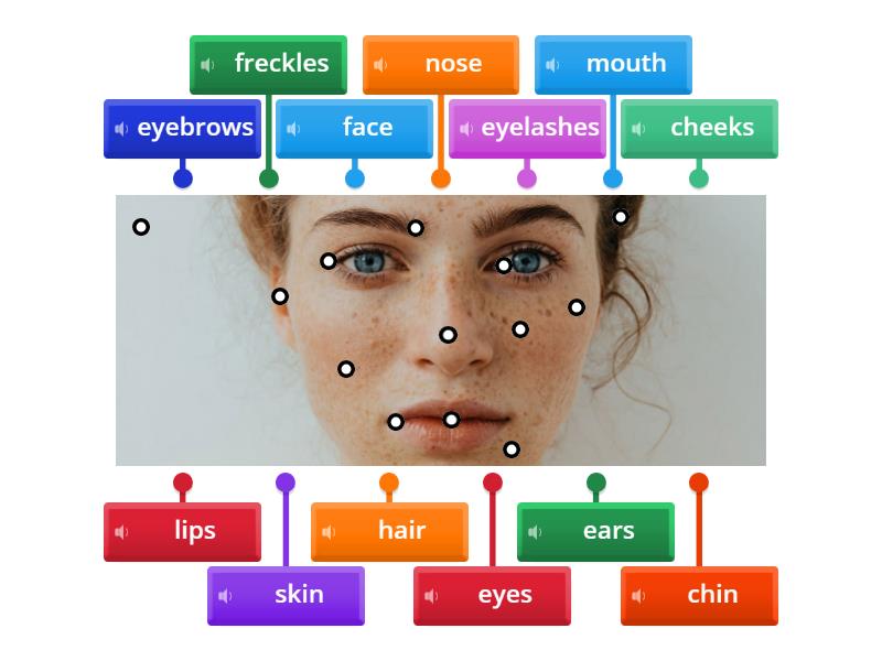 Face - Labelled diagram