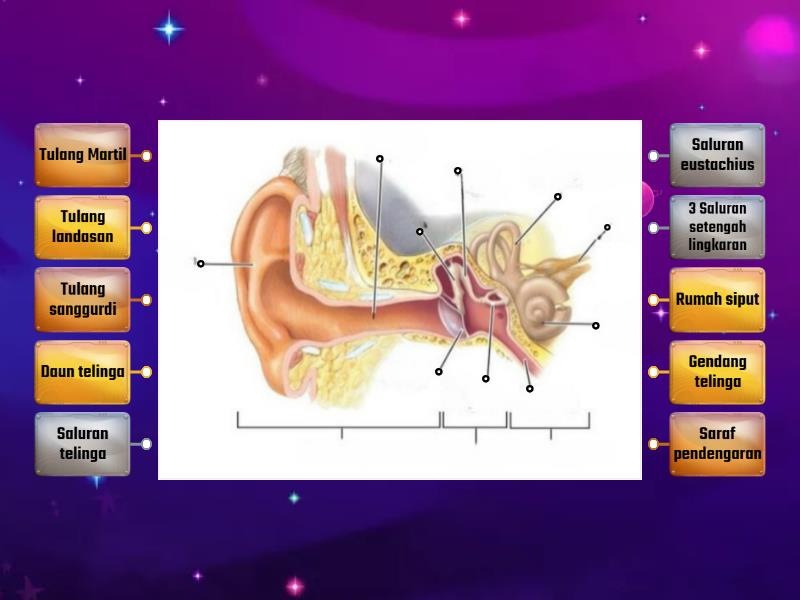 Bagian Bagian Telinga - Labelled diagram