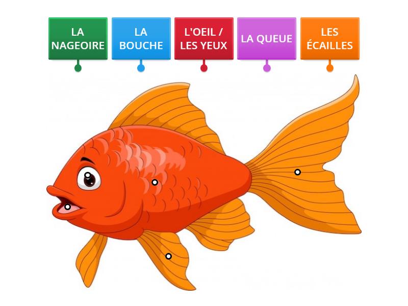 CP / CE1 - SCIENCES - LE POISSON - Labelled diagram