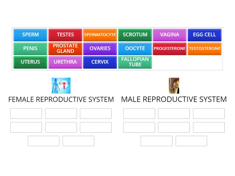 REPRODUCTIVE SYSTEM - Group sort