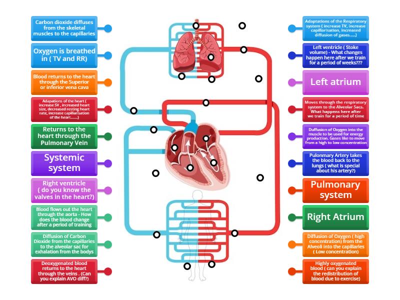 Blood flow/ diffusion and adaptations around the body - Labelled diagram