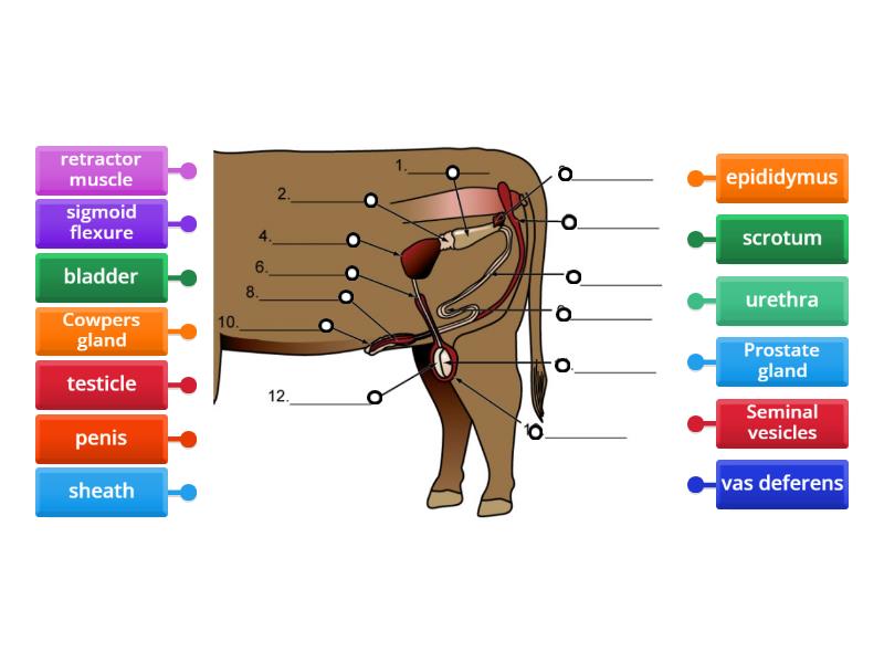 Bull reproductive system - Diagrama con etiquetas