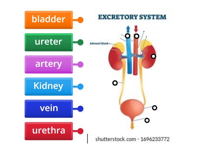 Urinary System - Labelled diagram