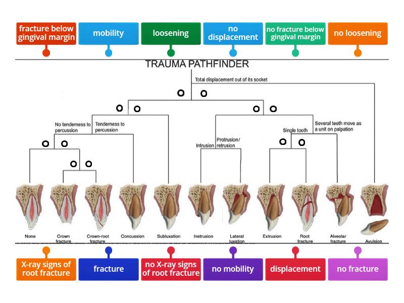Dental trauma pathfinder (Andreasen et al., 2012) - Označený diagram