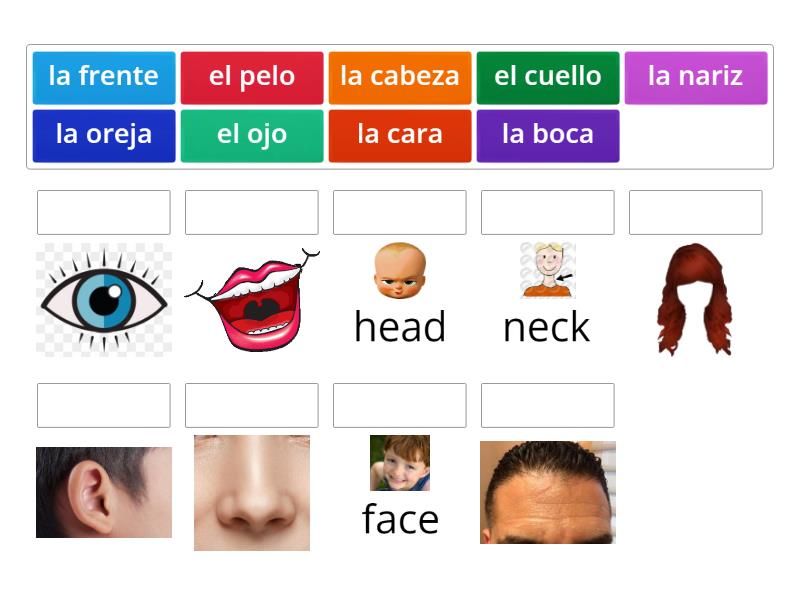 Los partes de la cara - Match up