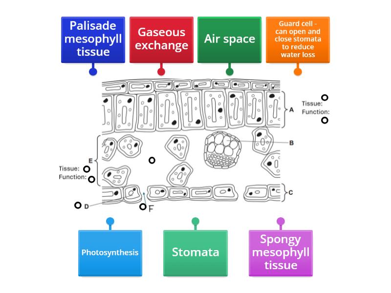 The leaf - structures, functions, adaptations and tissues - Labelled ...