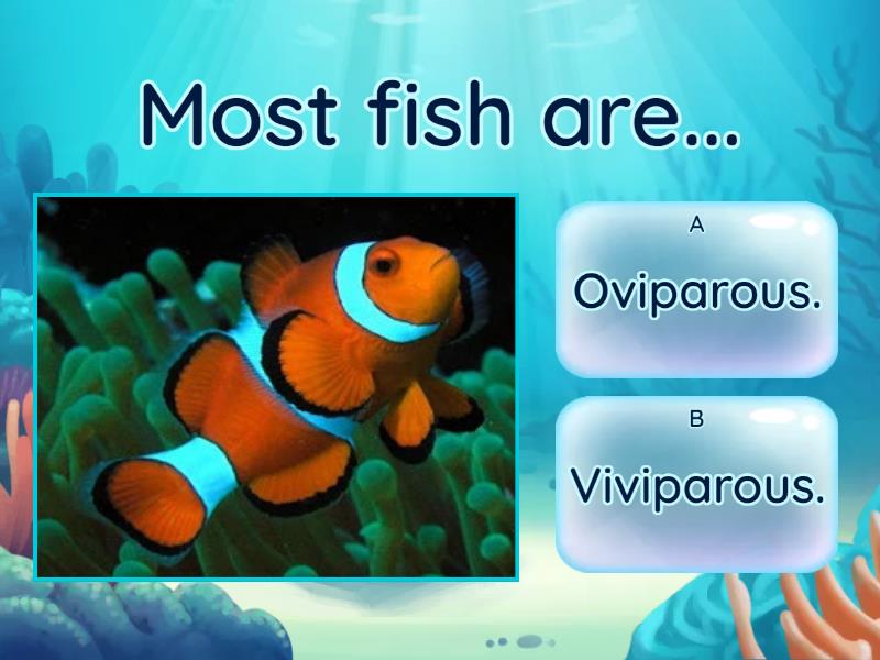 Fish - Quiz
