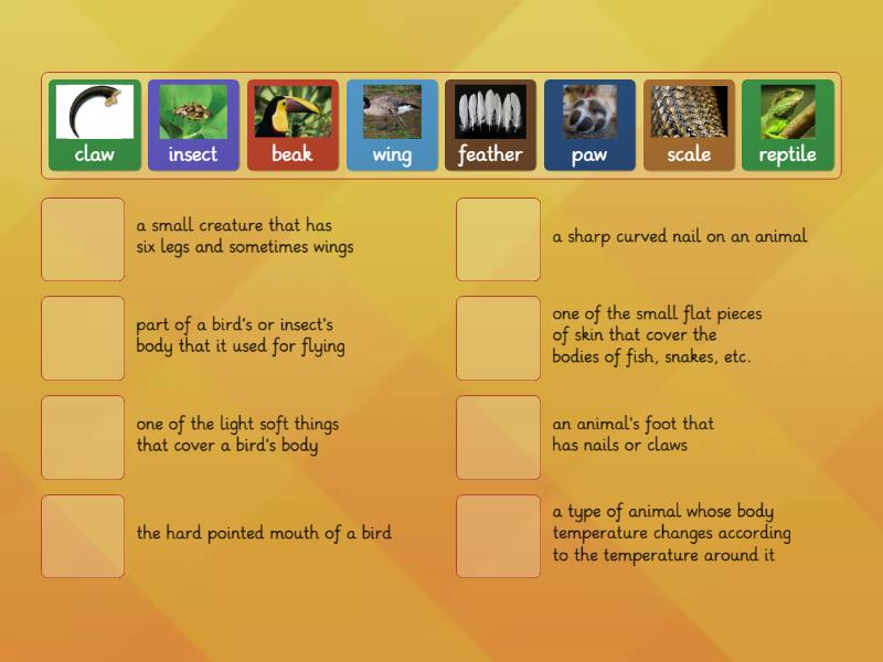 Gold Pre-First Unit 8 Animals Vocabulary - Une las parejas