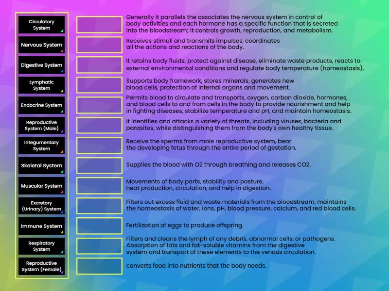 TMS Human Body Functions - Match up