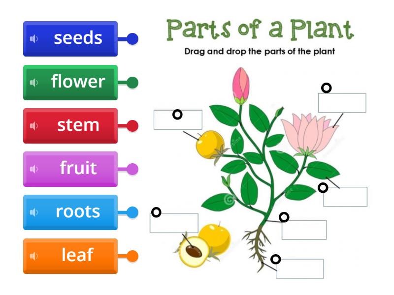 label the parts of the plant - Labelled diagram
