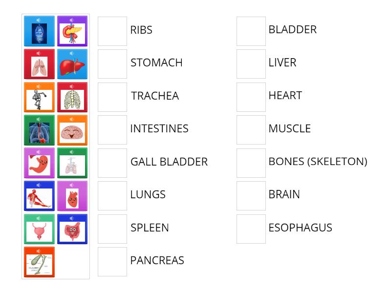 UNDER OUR SKIN - Body parts - Match up