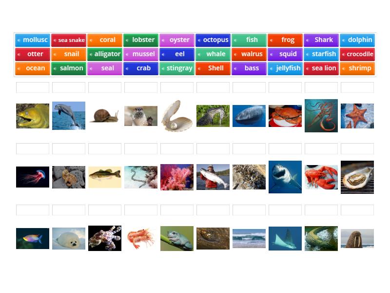 Sea animals - Match up