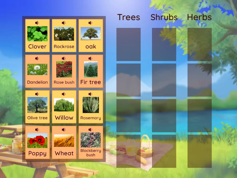 Trees, herbs or shrubs? - Group sort
