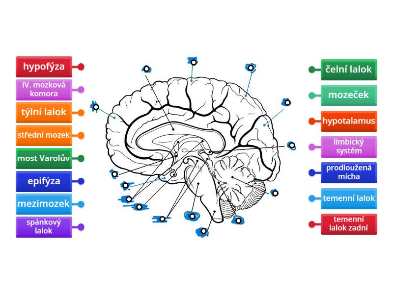 Popis mozku HARD - Labelled diagram