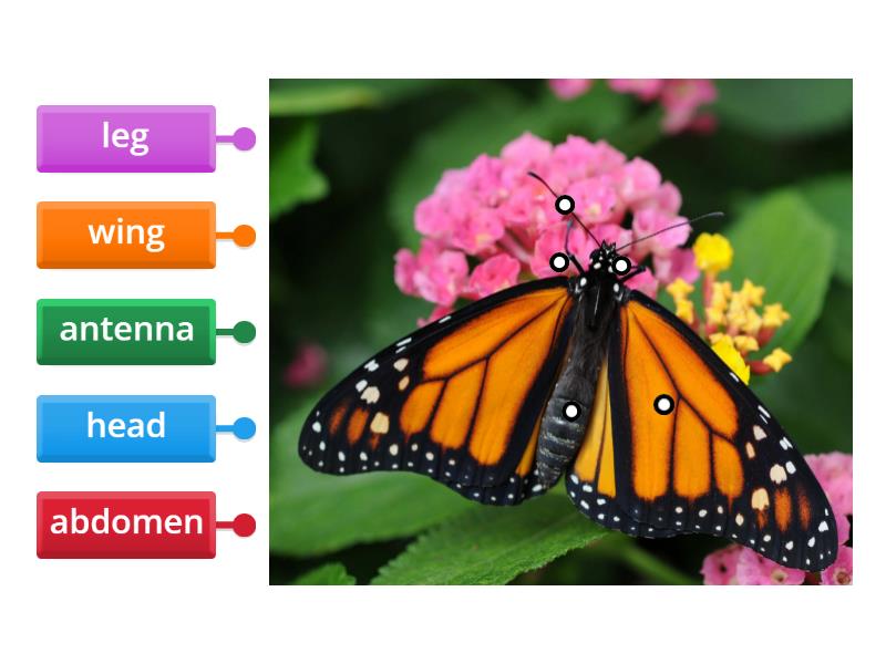 Label the parts of a monarch butterfly #2 - Labelled diagram