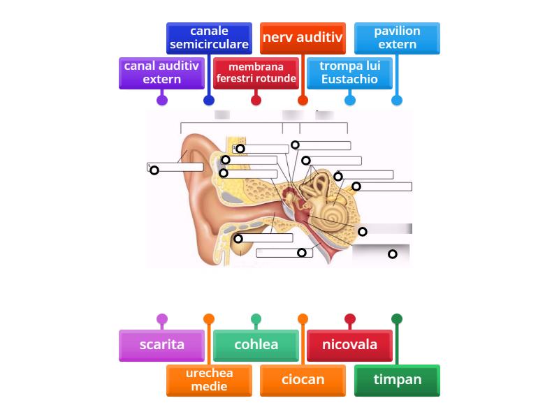Structura analizatorului auditiv - Labelled diagram