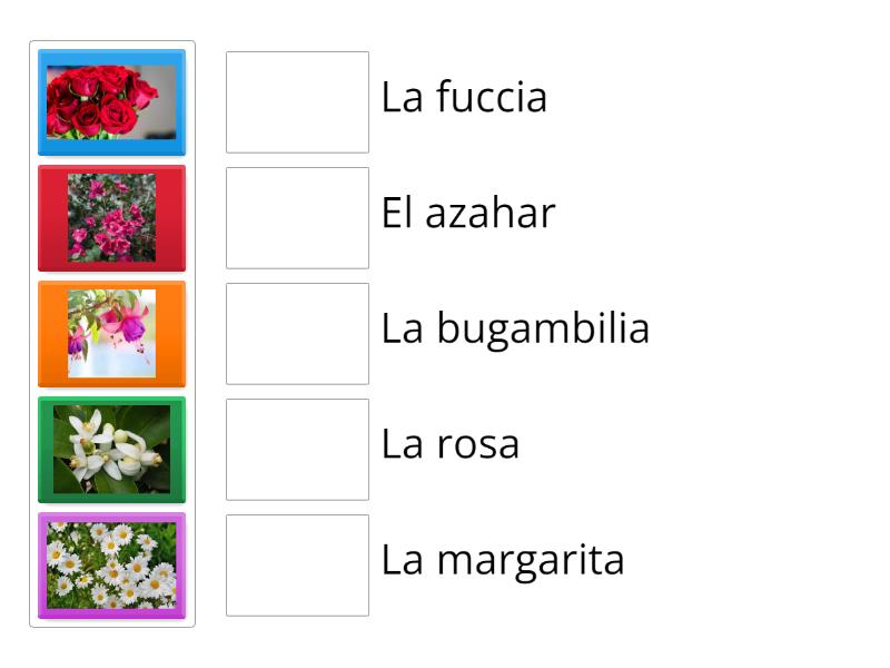 El Florario - Match up