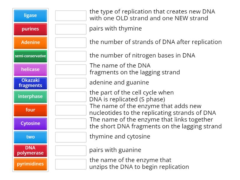 DNA Replication - Match up