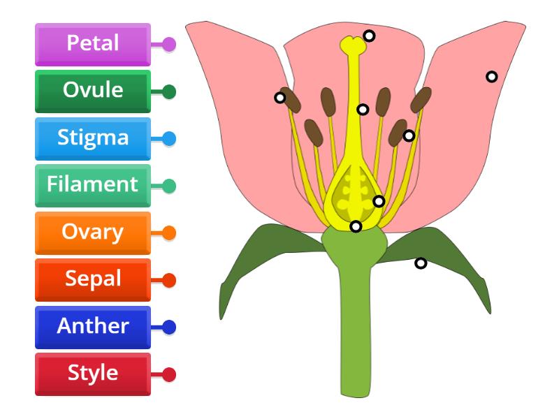 Parts of a flower - Labelled diagram