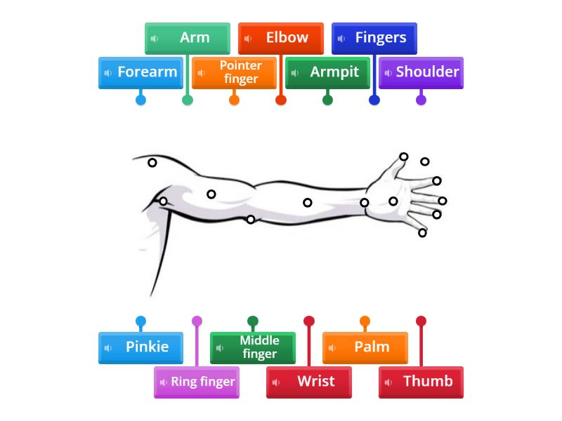 Popis ruky - Hand describtion - Labelled diagram