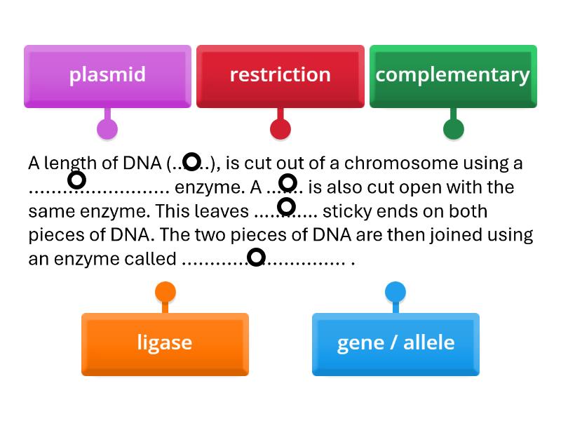 Enzymes involved in genetic modification (more detail) - Labelled diagram