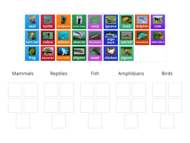 Classifying vertebrates Sorting activity - Group sort