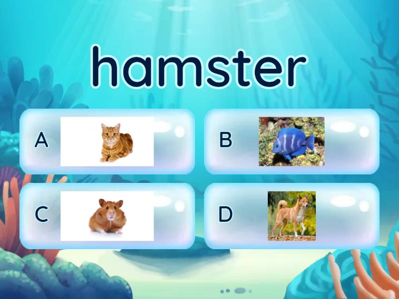My pets 1 form - Quiz