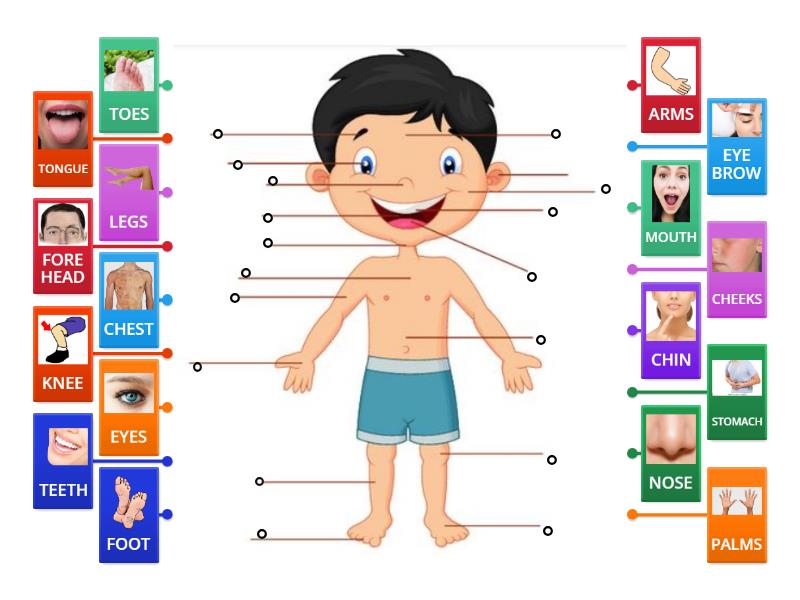 IDENTIFY AND LABEL THE HUMAN BODY PARTS - Labelled diagram