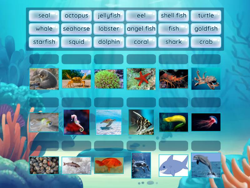 sea animals - Match up