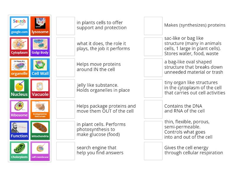 match Cell Organelles - Match up