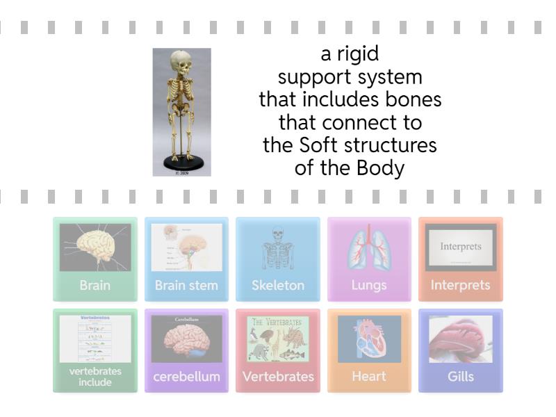internal structure and Functions of animals 3-12-2024 - 查找匹配項