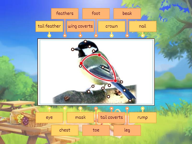 BIRD - Labelled diagram