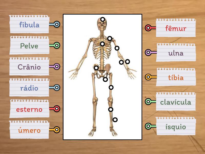Nomeie os ossos - Labelled diagram