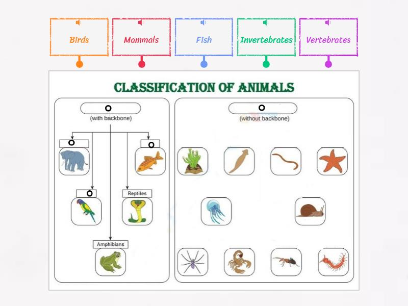 Groups of Animals - Labelled diagram
