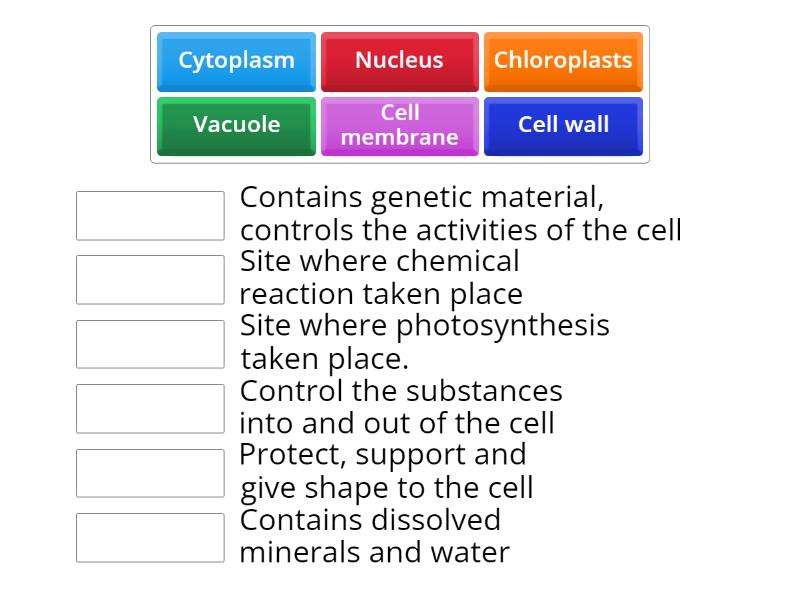 Cell Structures - Match up