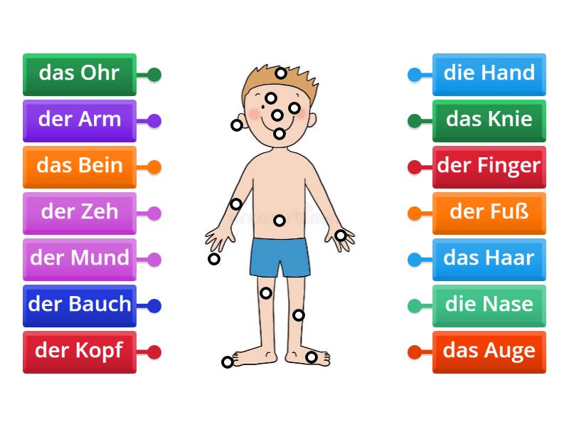 Koerperteile - Labelled diagram
