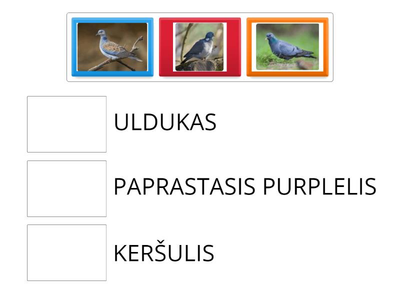 paukščiai - Match up