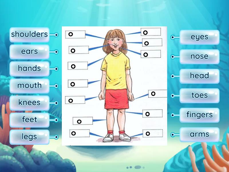 Body parts - Labelled diagram