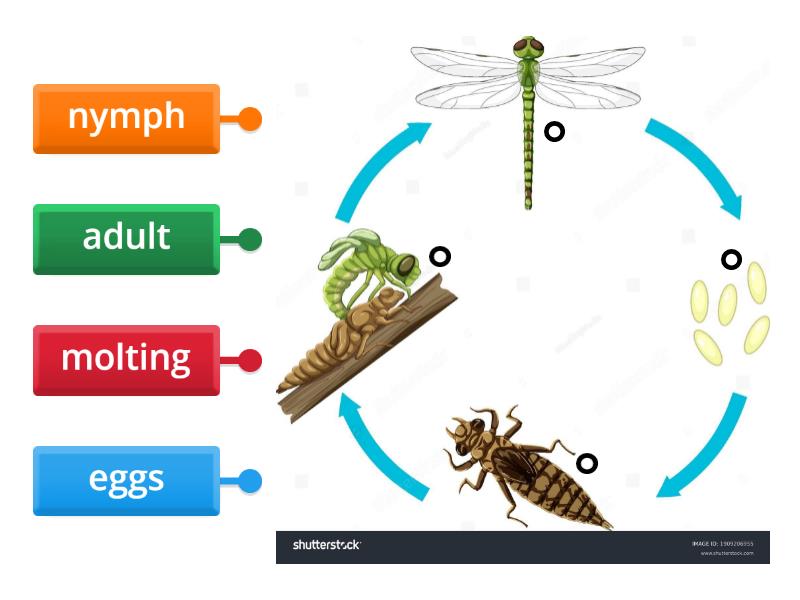Life Cycle of Dragonfly - Labelled diagram