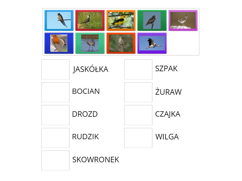 JAKI TO PTAK ? - Match up