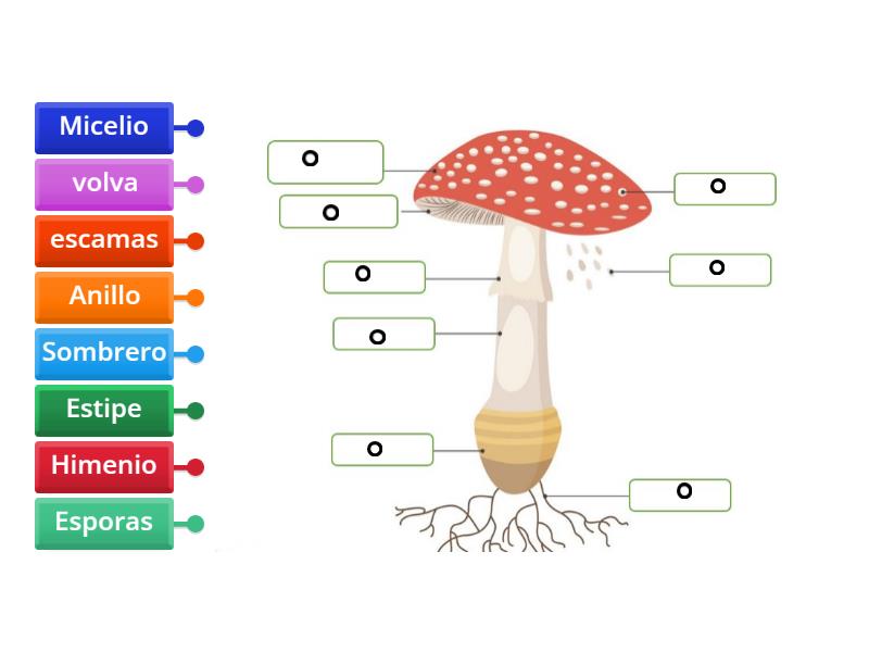 Partes del hongo - Labelled diagram