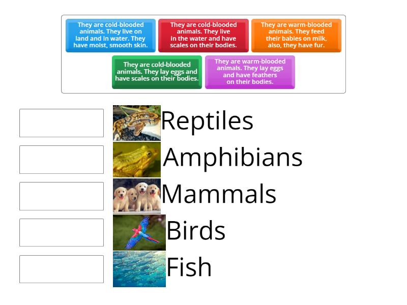 Types of vertebrates - Permainan Pencocokan