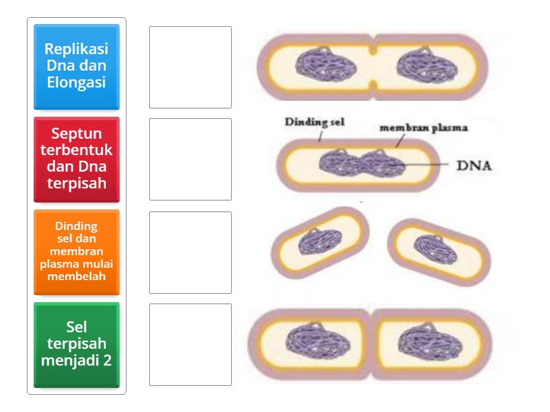 cocokan tahapan dari pembelahan Amitosis - Match up